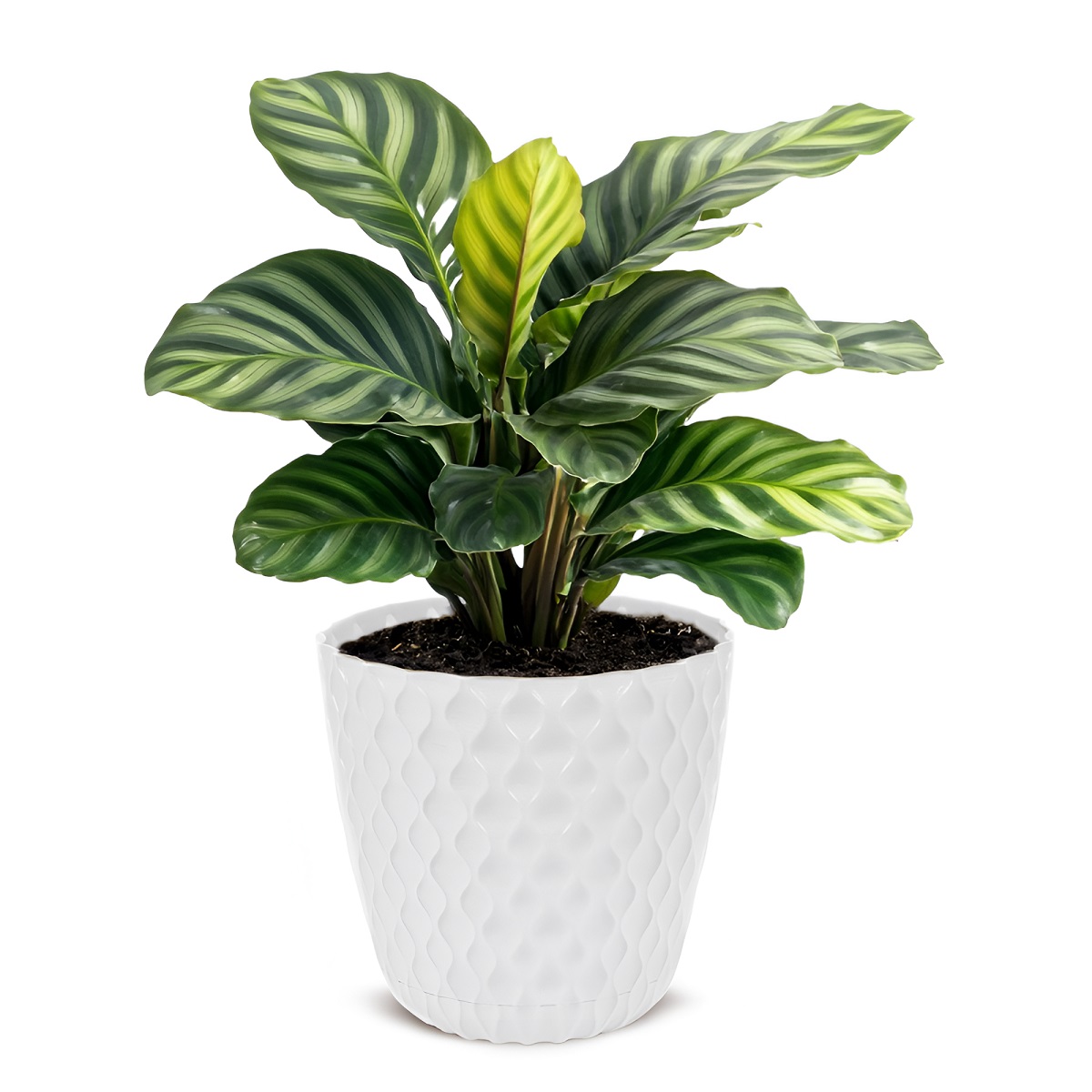 Macetero Curve Blanco 20cm - 1022084